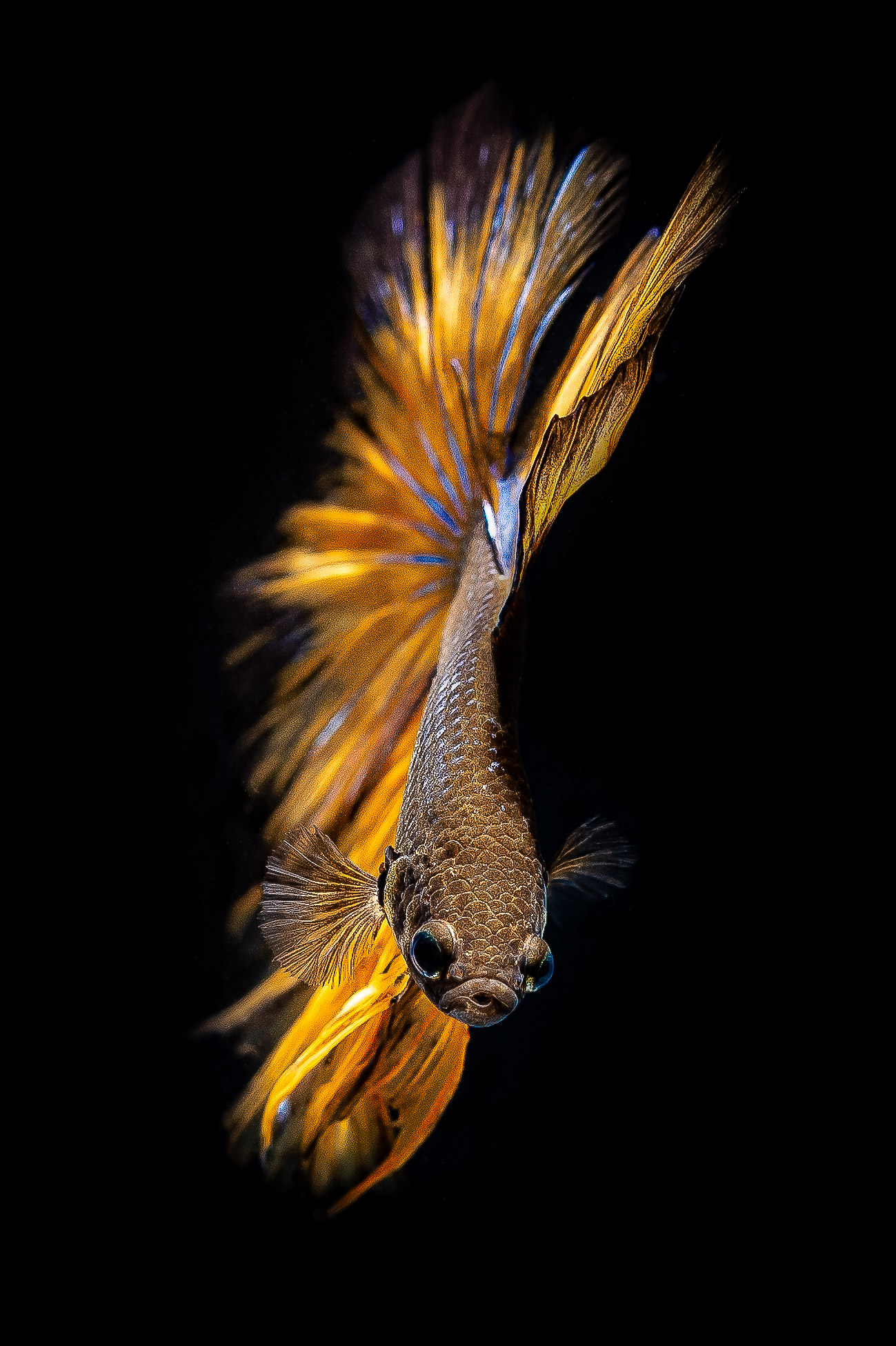 Premium - Samaro Betta